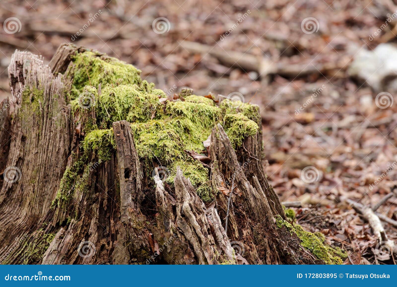 Mossy Stump of Tree in Outdoor Stock Image - Image of moss, rotten ...