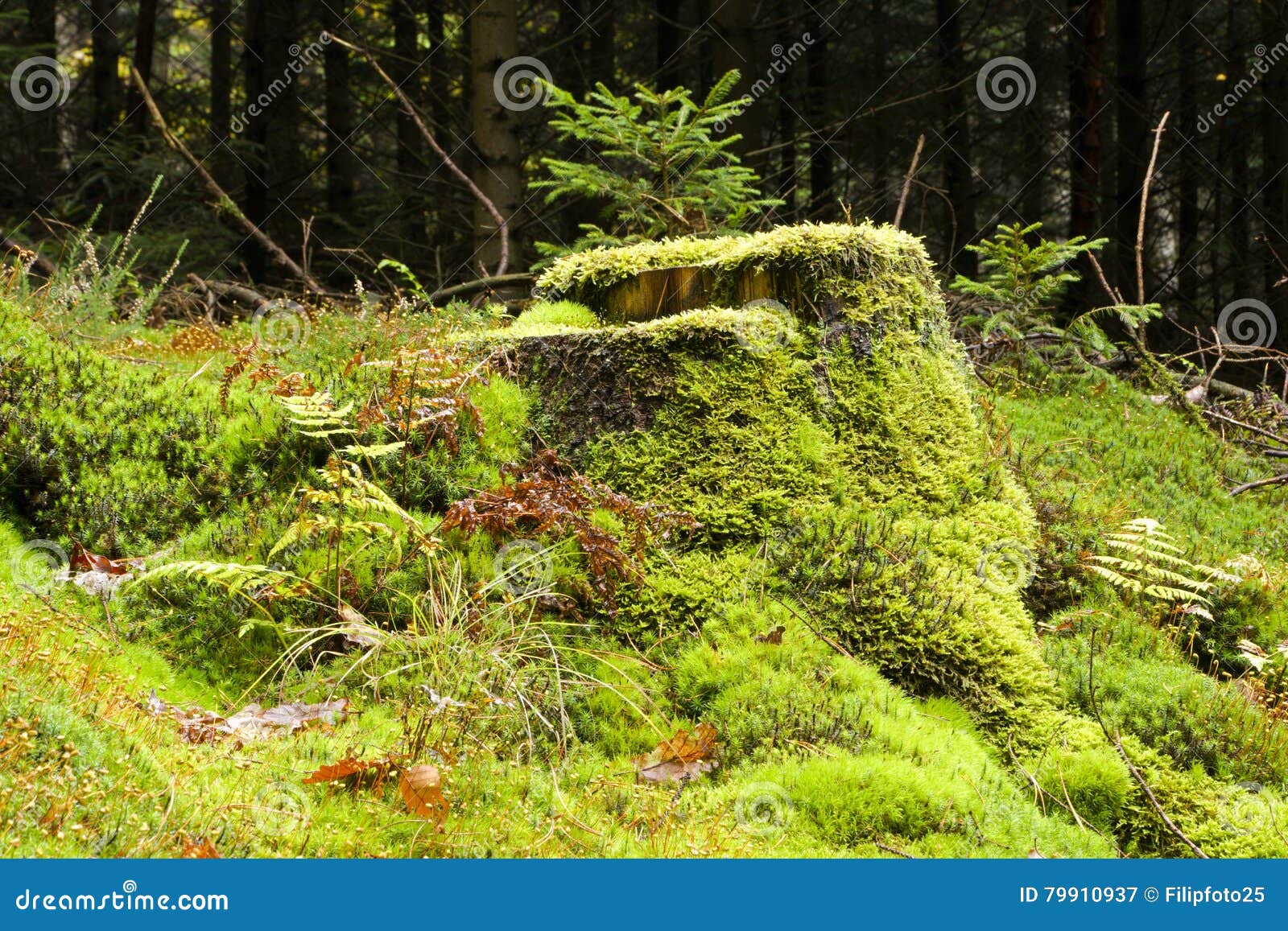 Mossy stump stock image. Image of grass, color, global - 79910937