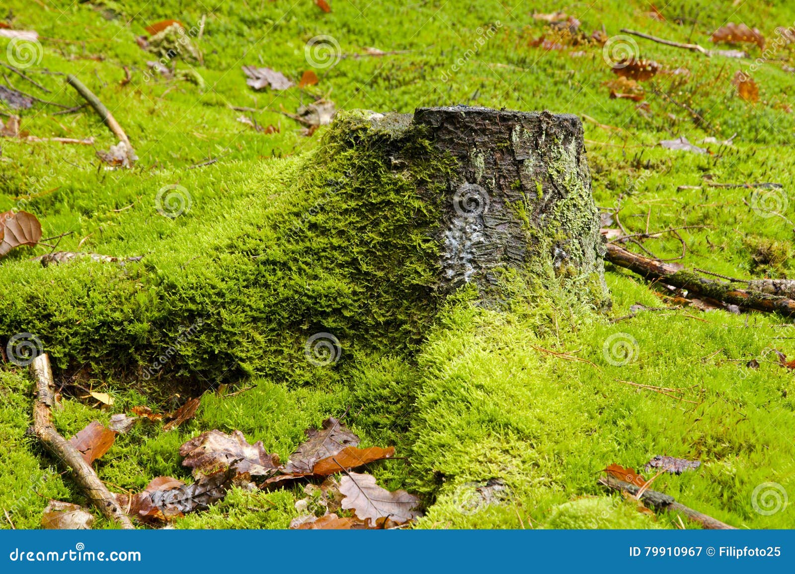 Mossy stump stock image. Image of detail, environment - 79910967
