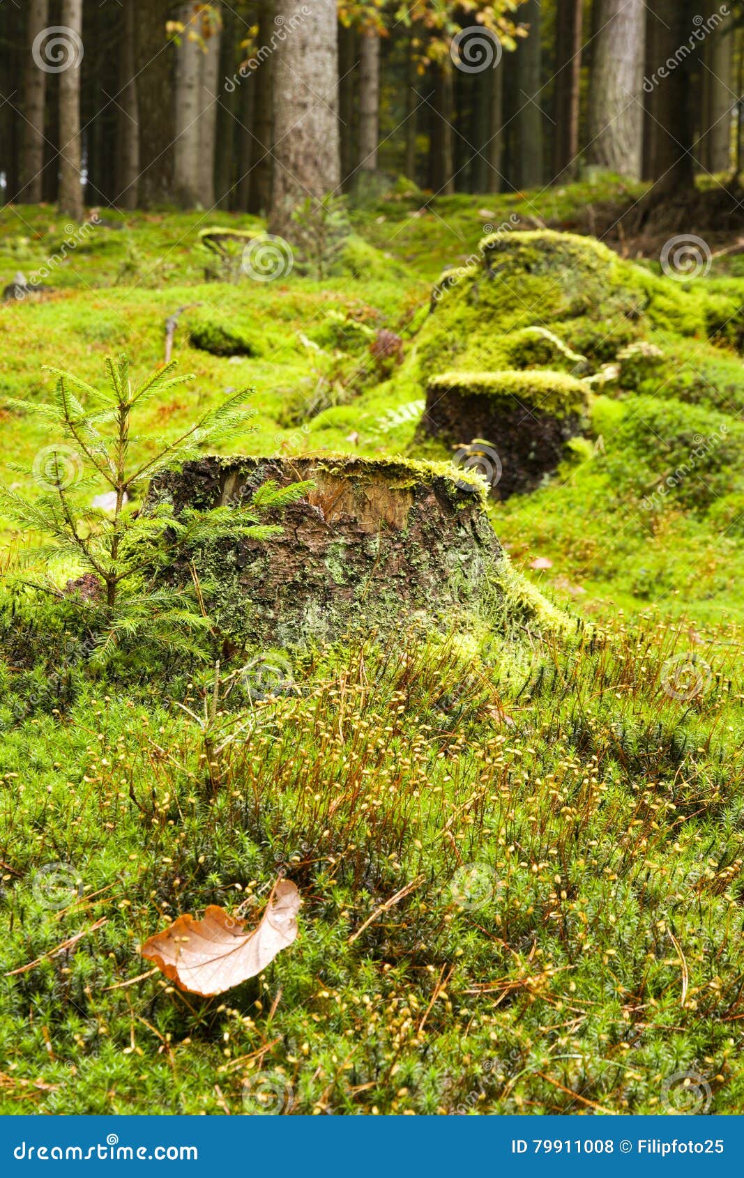 Mossy stump stock photo. Image of europe, calm, fallen - 79911008