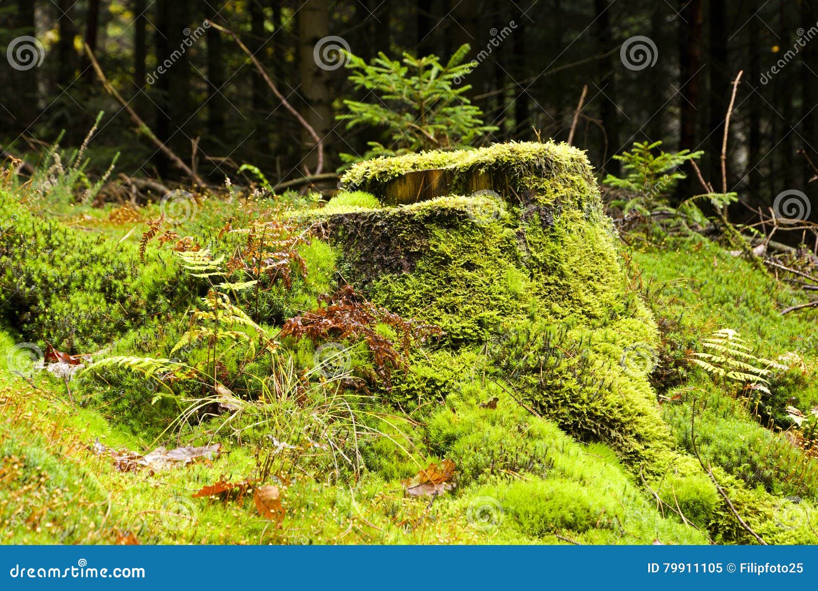 Mossy stump stock image. Image of flora, ecosystem, grow - 79911105