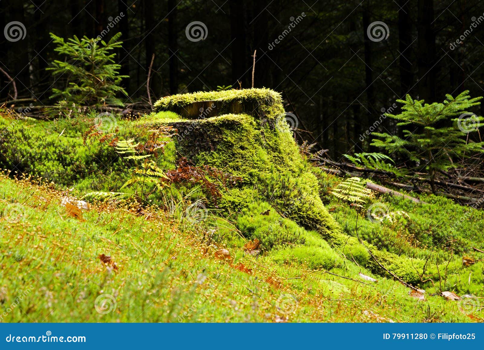 Mossy stump stock photo. Image of closeup, floor, growth - 79911280
