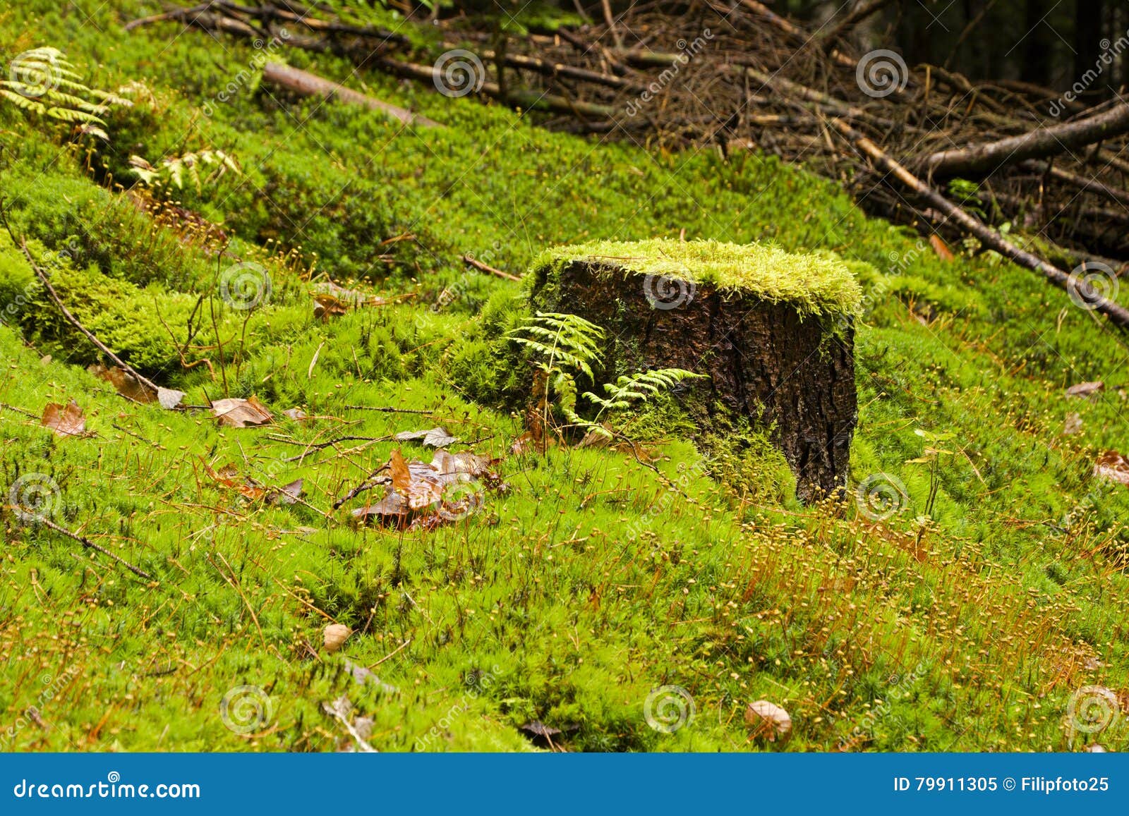 Mossy stump stock image. Image of green, fallen, detail - 79911305
