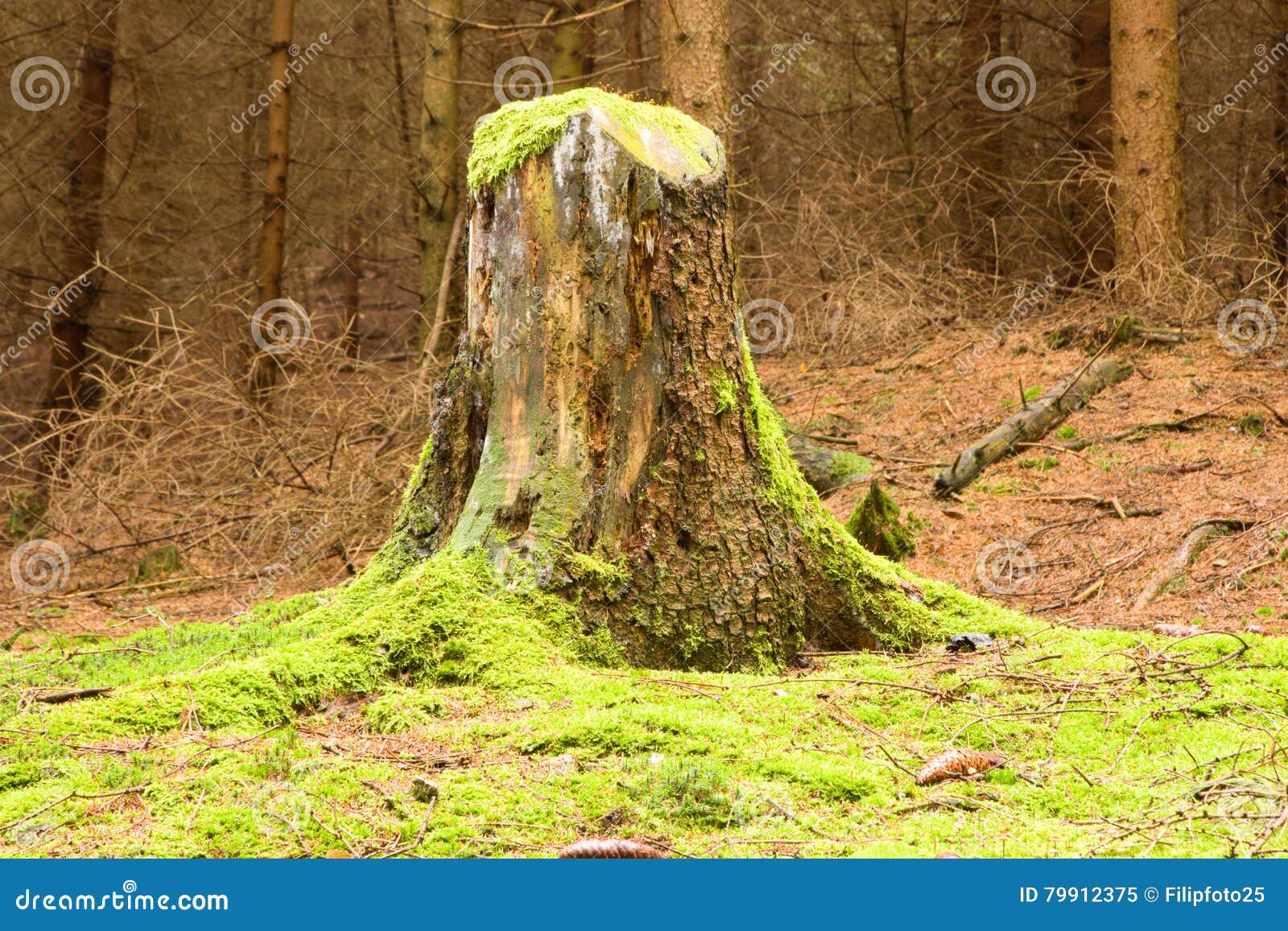 Mossy stump stock image. Image of global, floor, country - 79912375