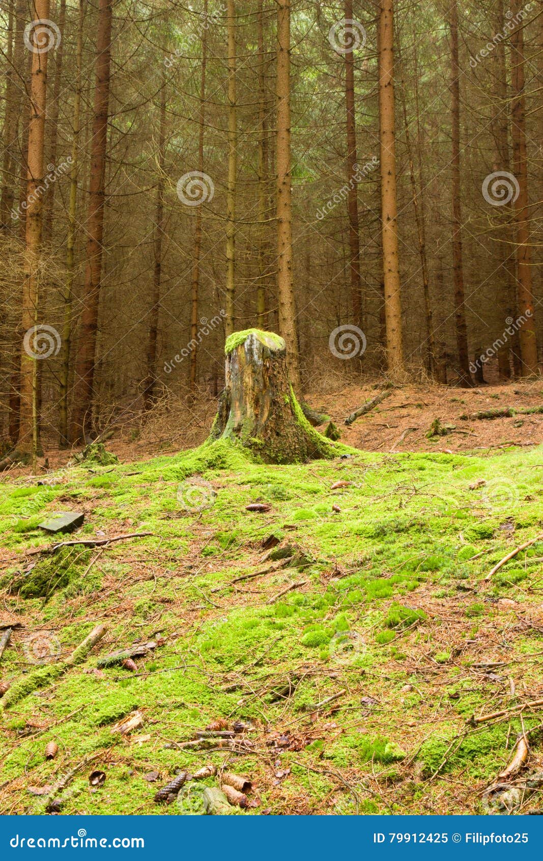 Mossy stump stock image. Image of color, greenery, europe - 79912425