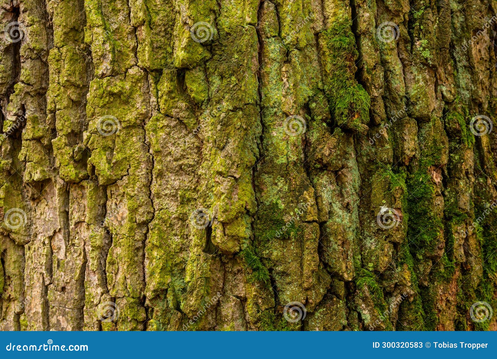 Mossy Texture of Oak Bark Pattern for Background Stock Image - Image of ...