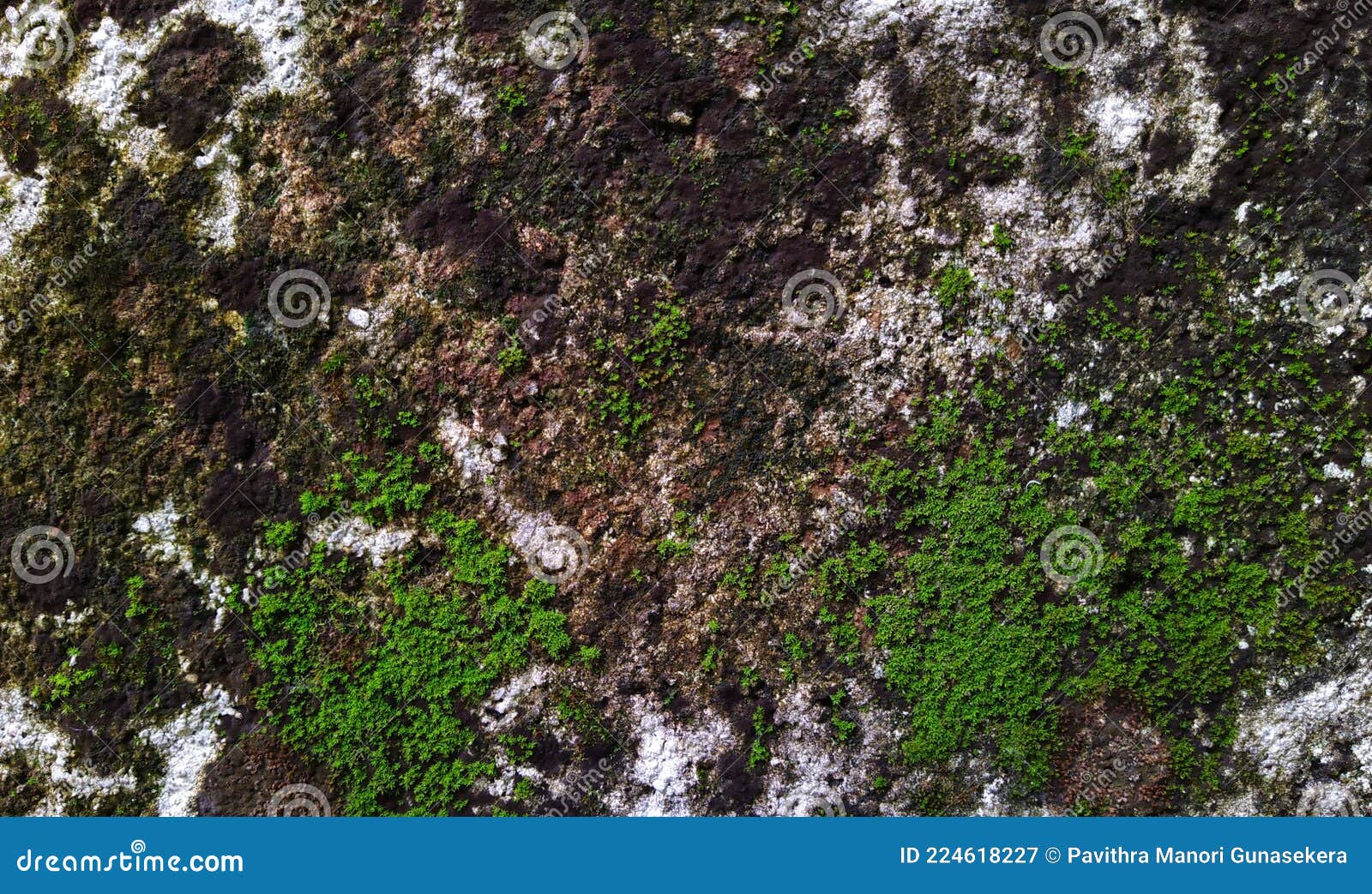 Mossy Texture On A Wall - Background And Texture Stock Image ...