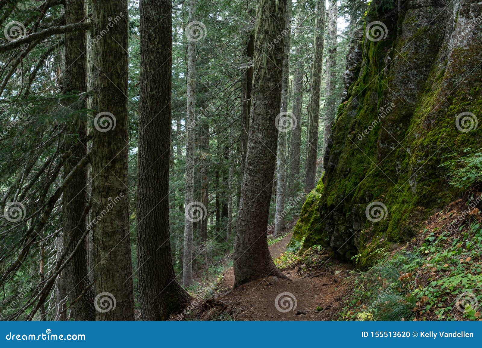 Mossy Trail in Mt. Rainier stock photo. Image of outdoor - 155513620