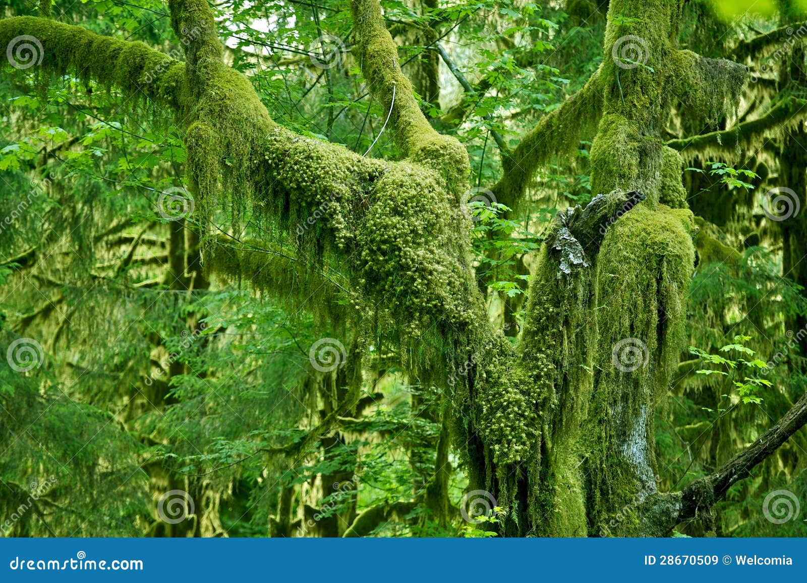 Mossy Tree stock image. Image of horizontal, outdoor - 28670509