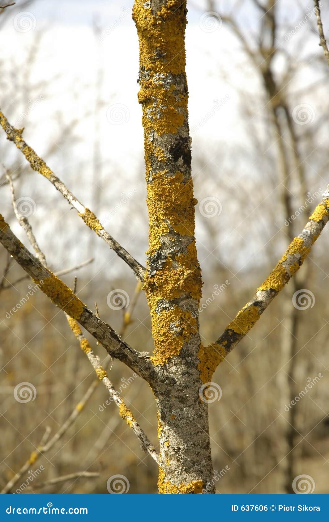 Mossy tree stock photo. Image of branches, skies, nature - 637606