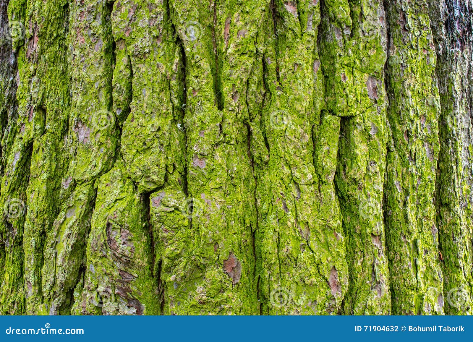 Mossy tree bark 2 stock photo. Image of life, stem, background - 71904632