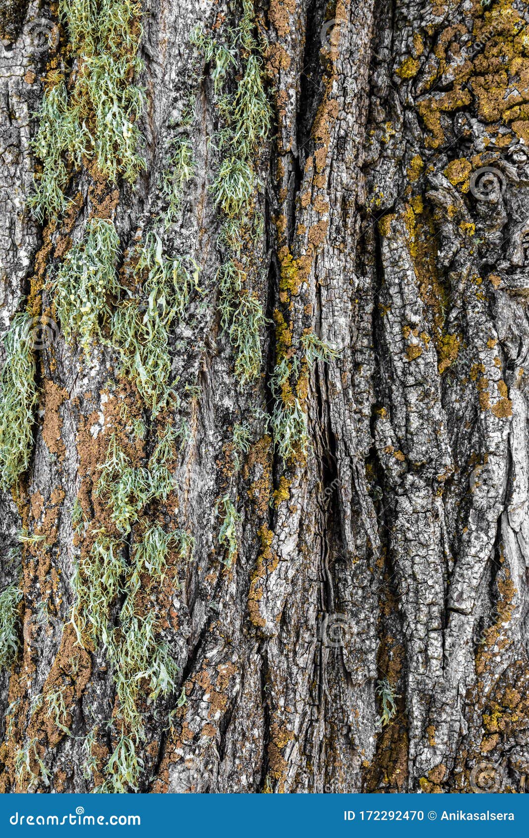 Mossy tree bark stock photo. Image of mossy, northern - 172292470