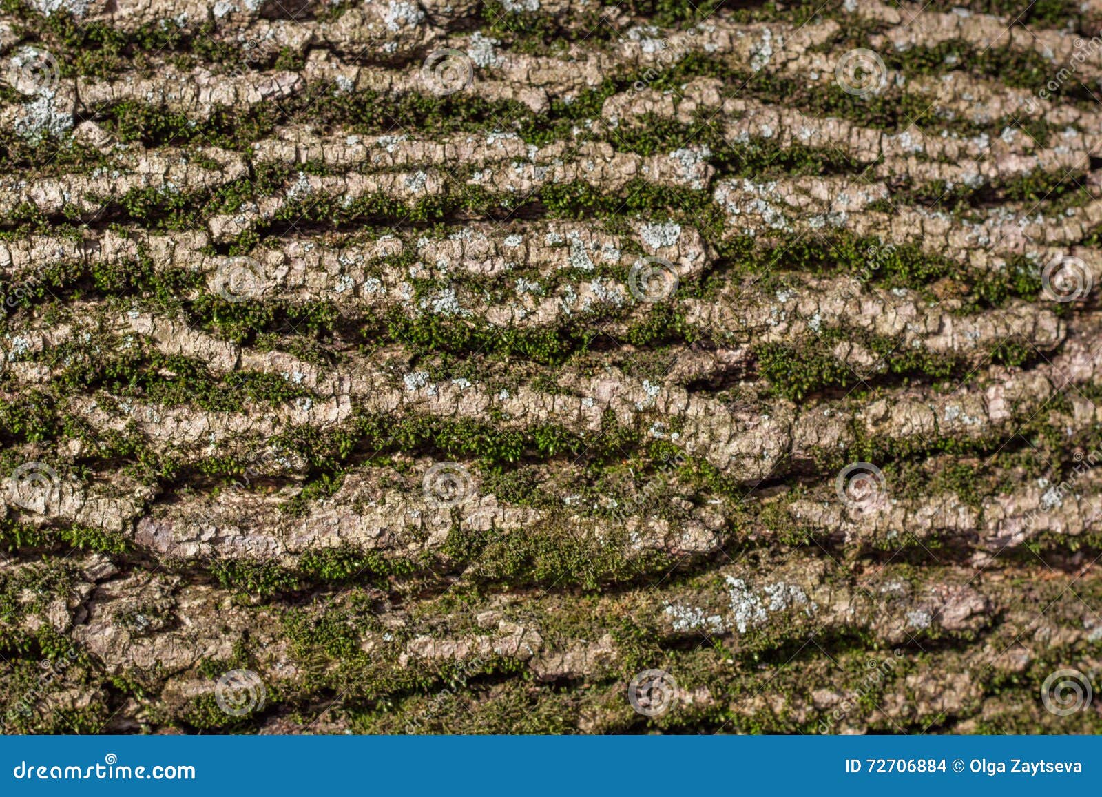 Mossy tree bark stock photo. Image of design, moss, natural - 72706884