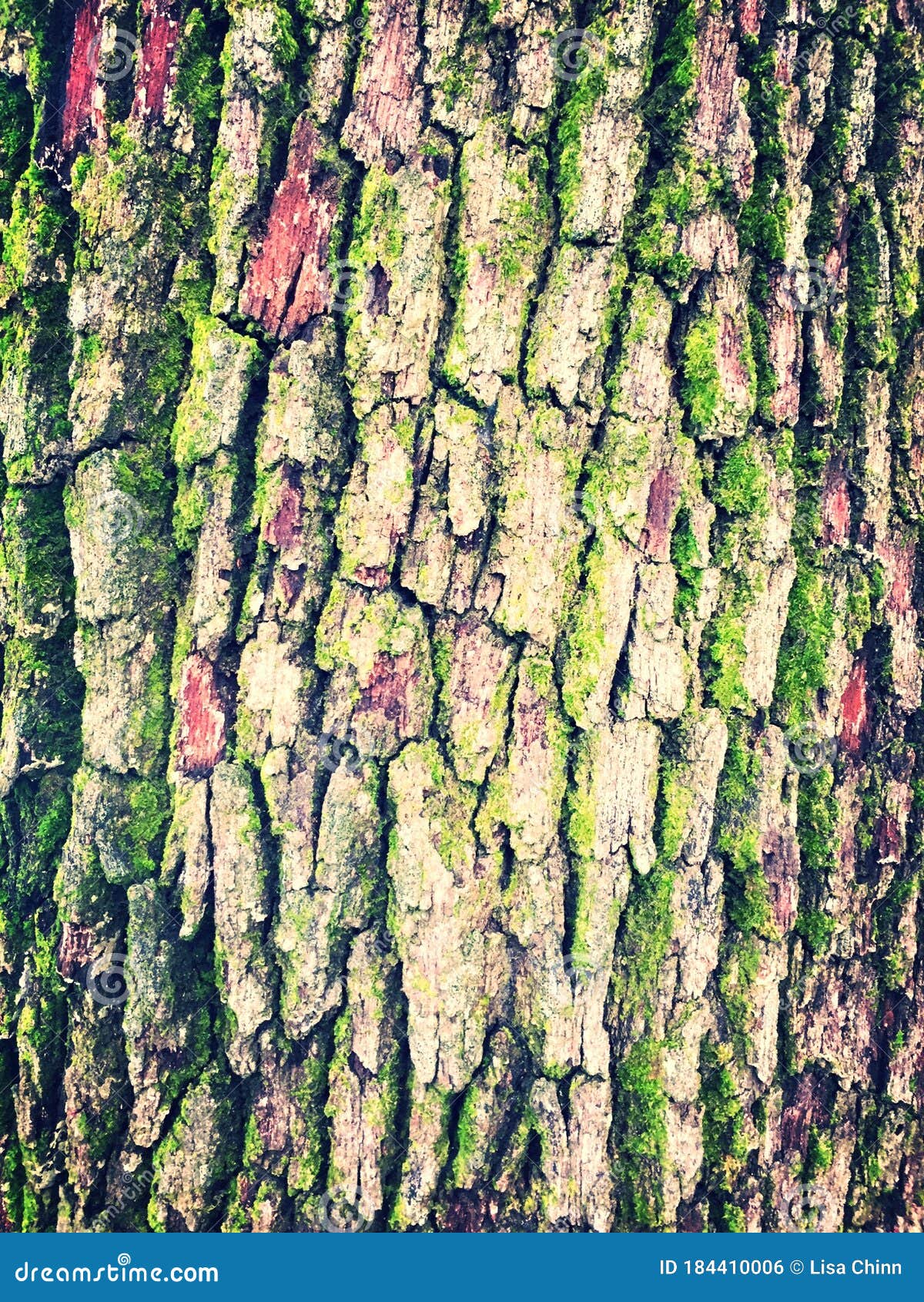 Mossy tree bark stock photo. Image of bark, trunk, growth - 184410006
