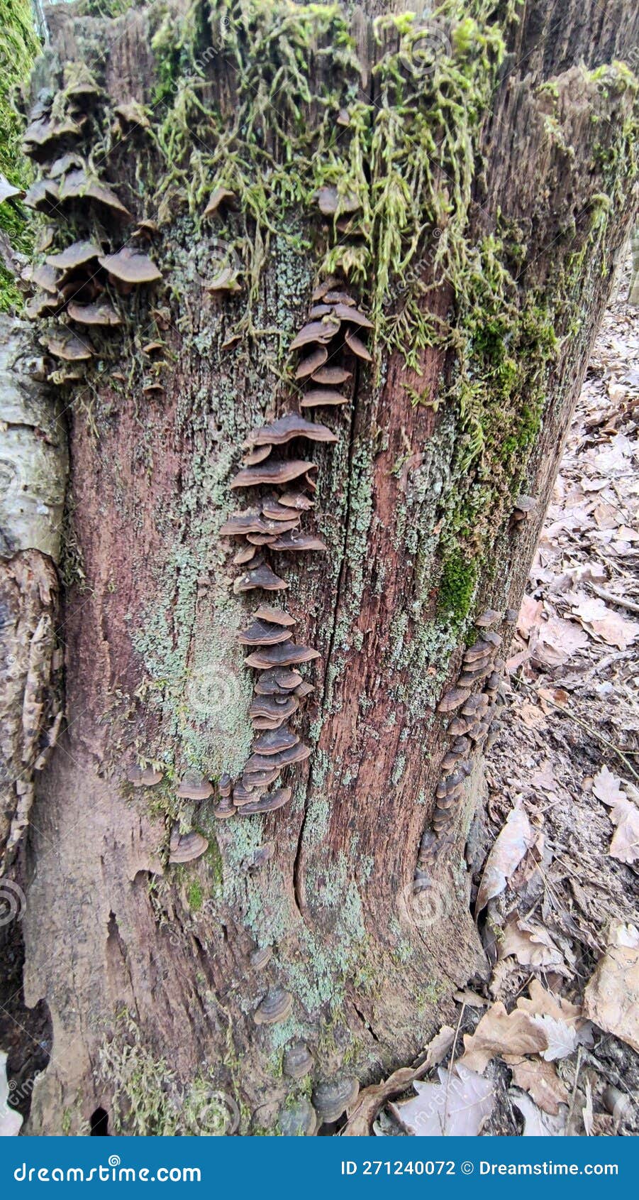 Mossy mushrooms tree bark stock photo. Image of forest - 271240072