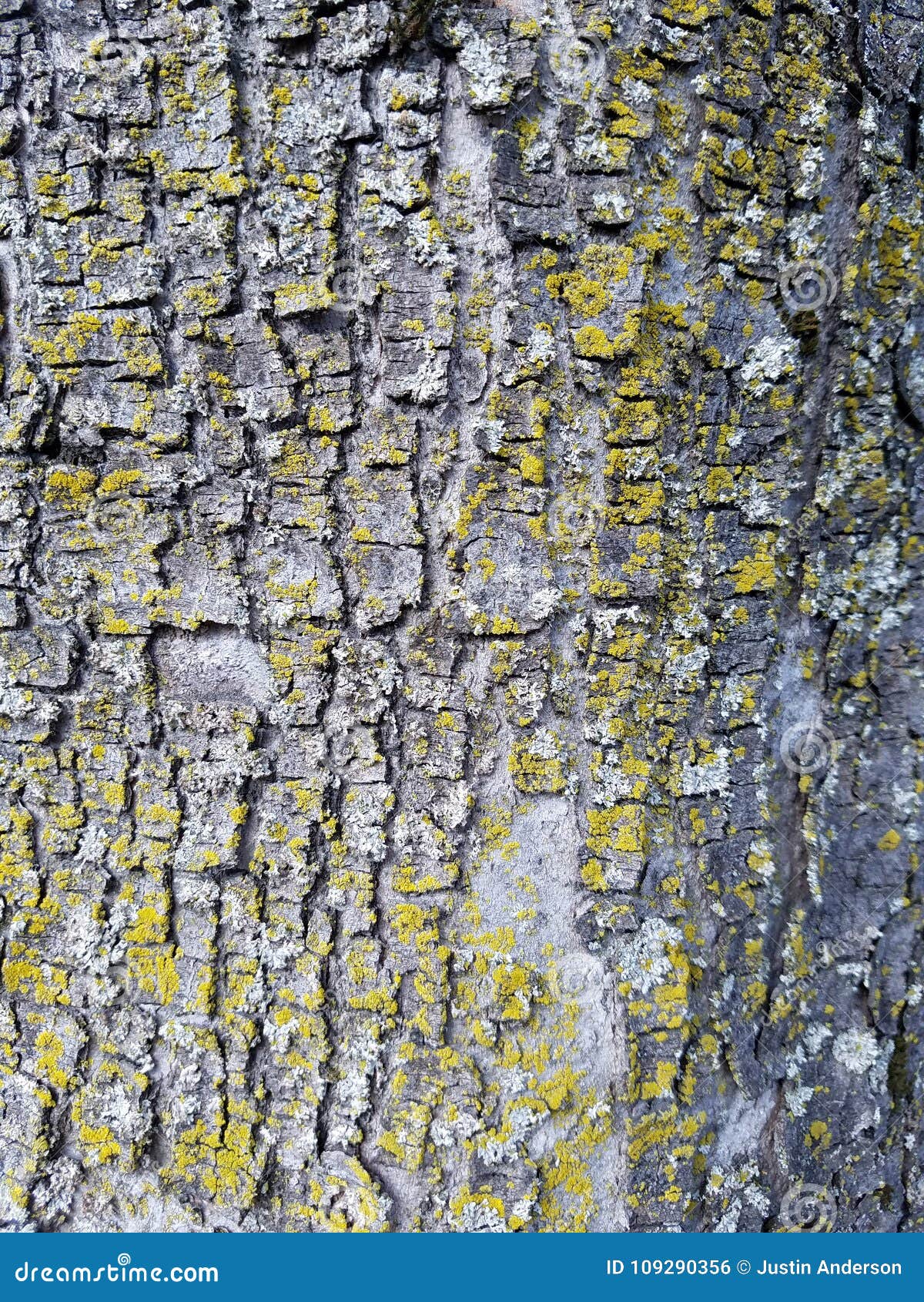 Mossy Tree Bark Reference stock photo. Image of close - 109290356