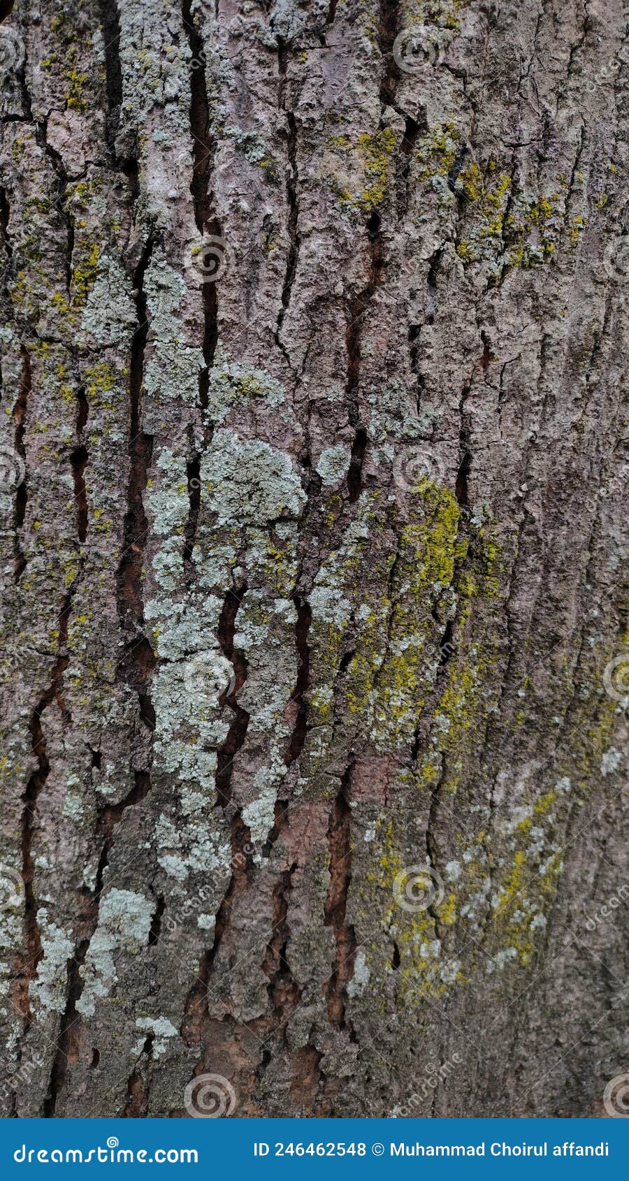 Mossy Tree Bark Texture Close Up Stock Photo - Image of mossy, leaf ...