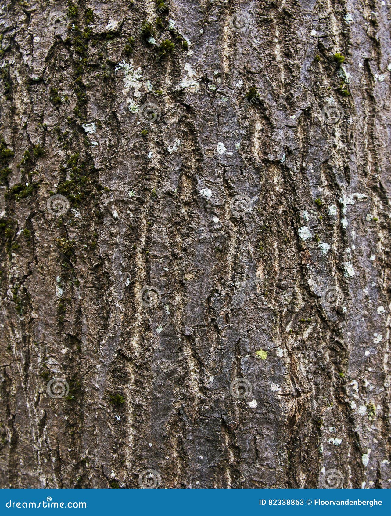 Mossy tree bark texture stock image. Image of backdrop - 82338863