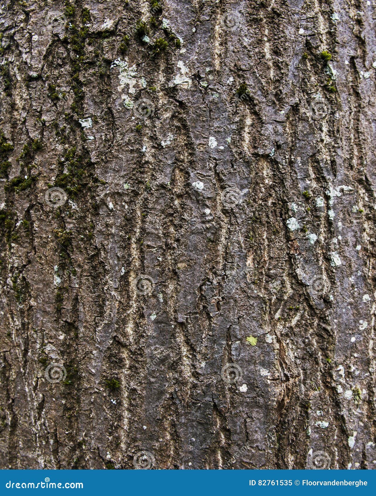 Mossy tree bark texture stock image. Image of texture - 82761535