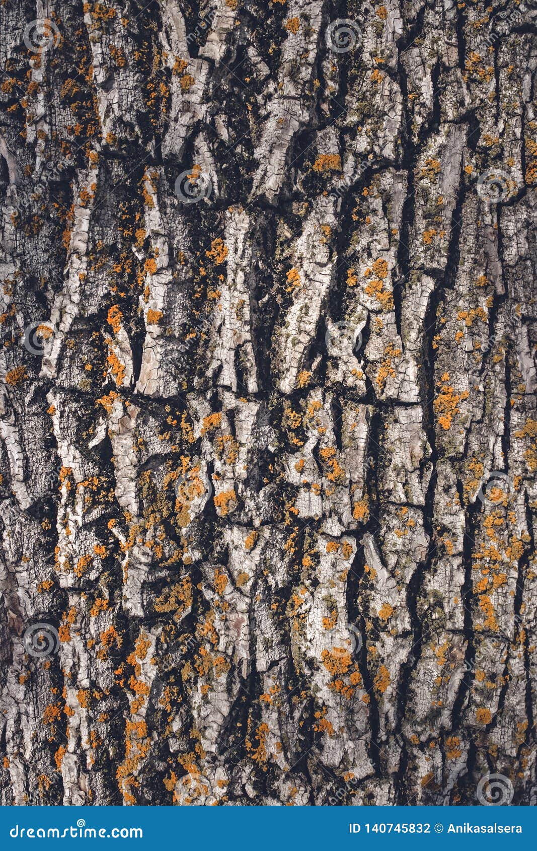 Mossy tree bark texture stock photo. Image of lumber - 140745832
