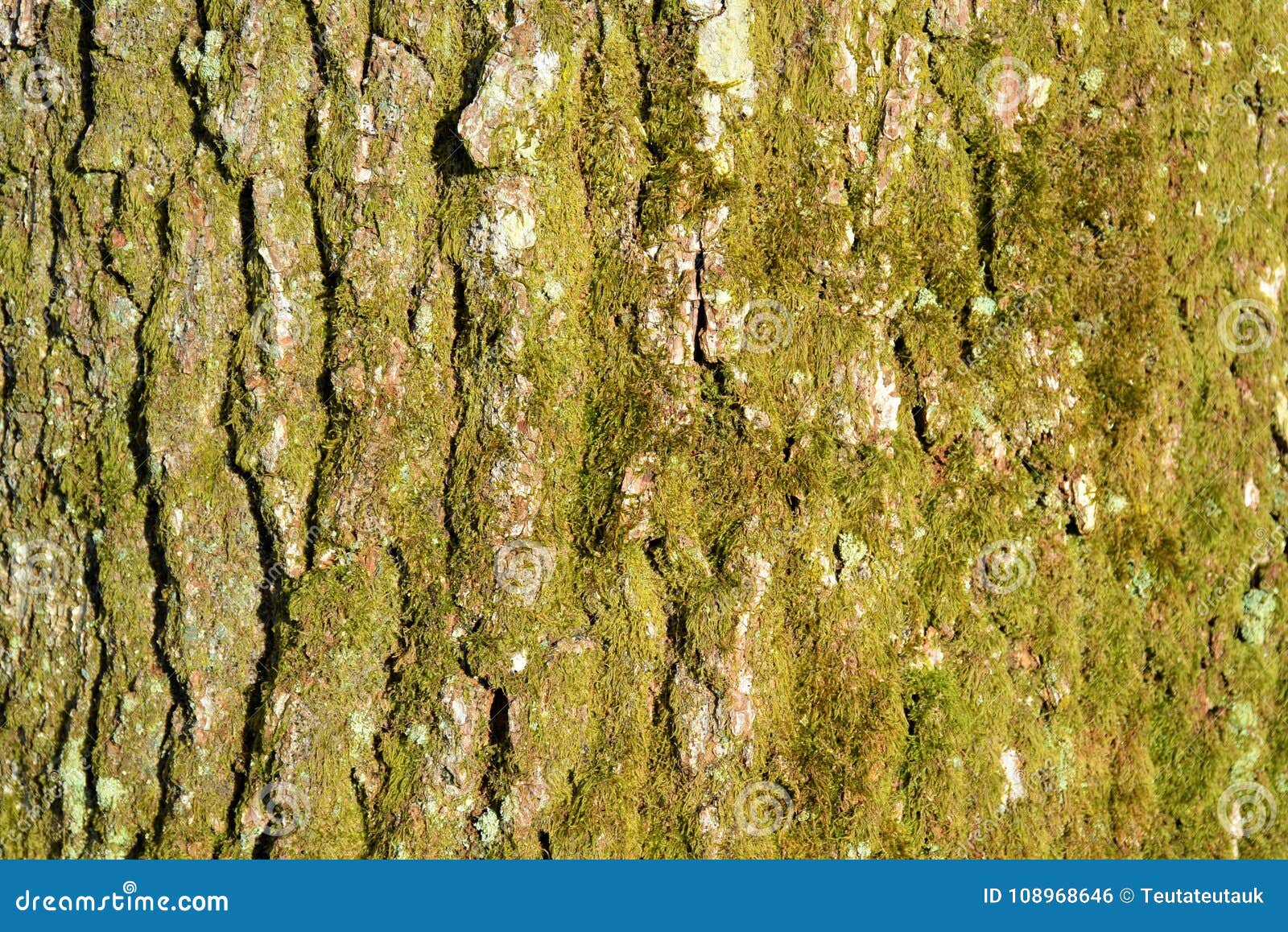 Mossy Tree Bark Wallpaper stock photo. Image of bark - 108968646