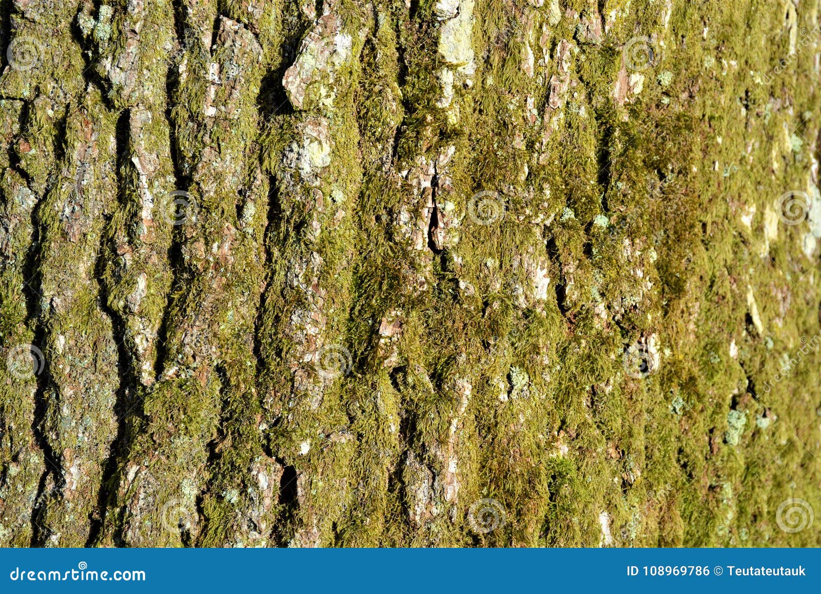 Mossy Tree Bark Wallpaper stock photo. Image of moss - 108969786