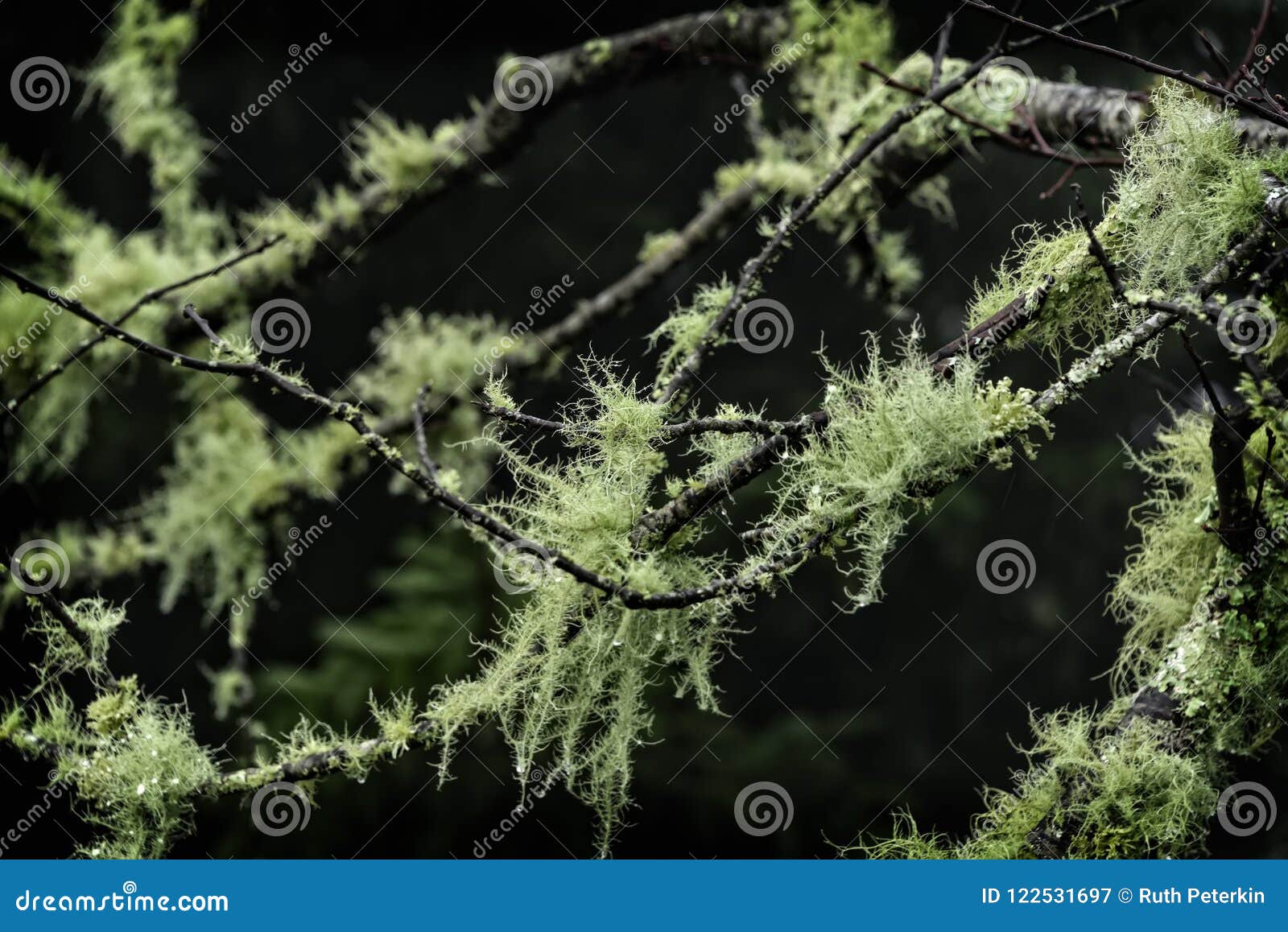 Mossy Tree Branch stock image. Image of moss, natural - 122531697