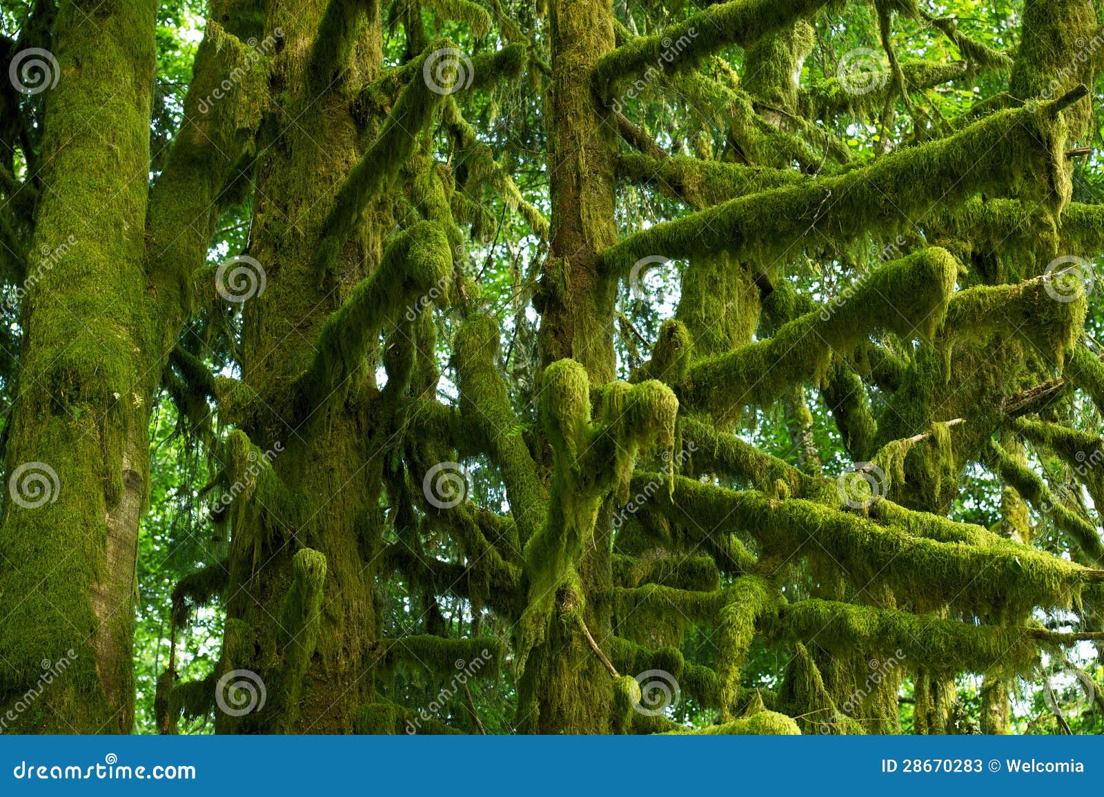 Mossy Tree Branches stock image. Image of plant, horizontal - 28670283
