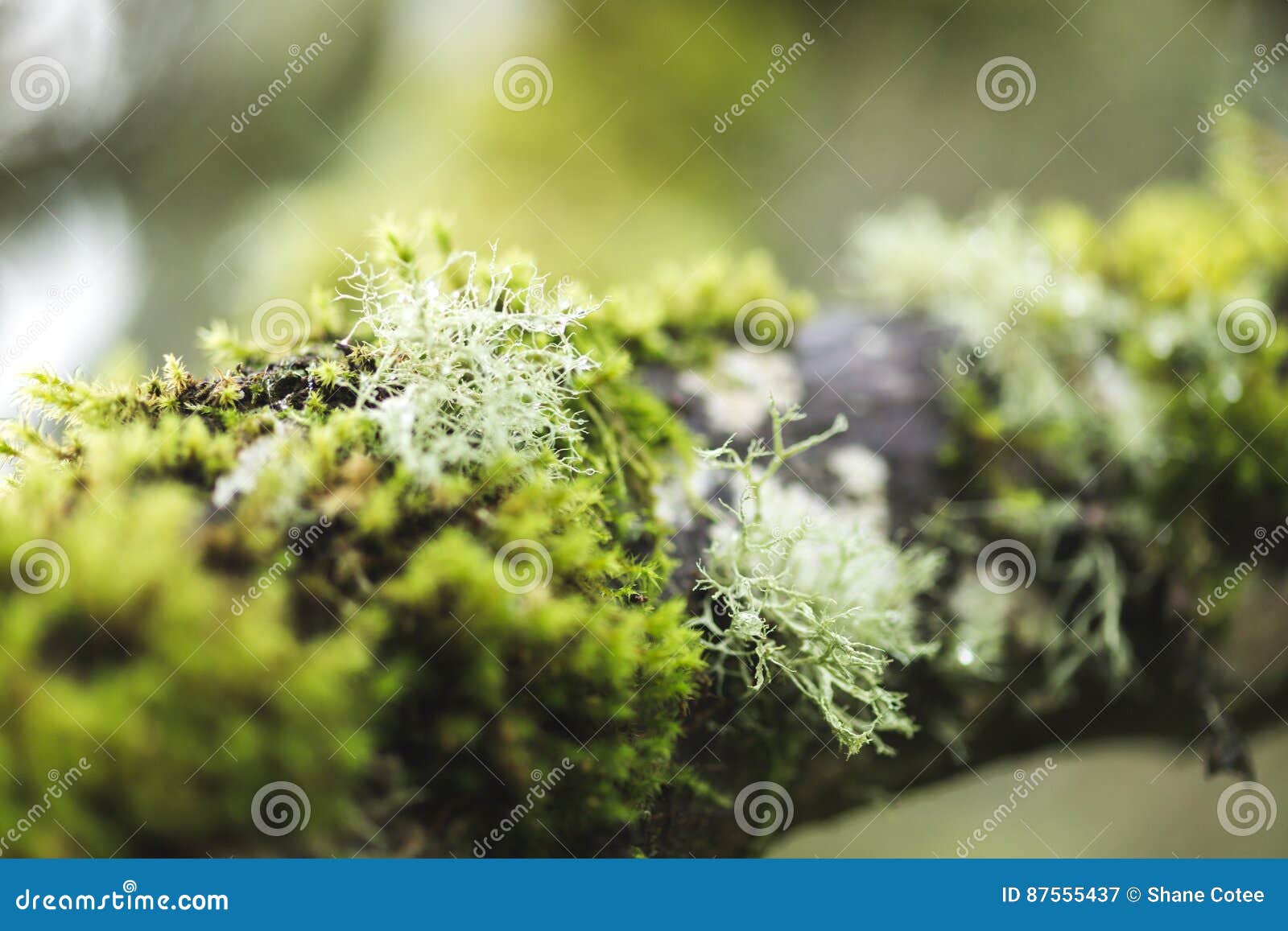 Mossy Tree in Foggy Forest Park Stock Image - Image of beauty, autumn ...