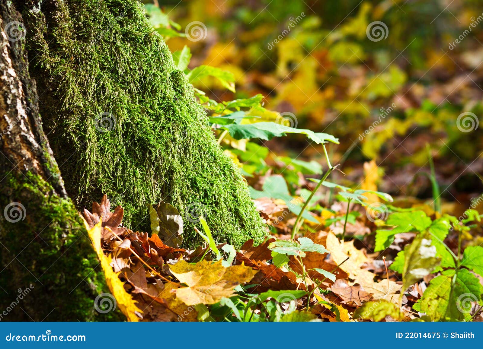 Mossy Tree in Forest in Autumn Stock Image - Image of branch, scene ...