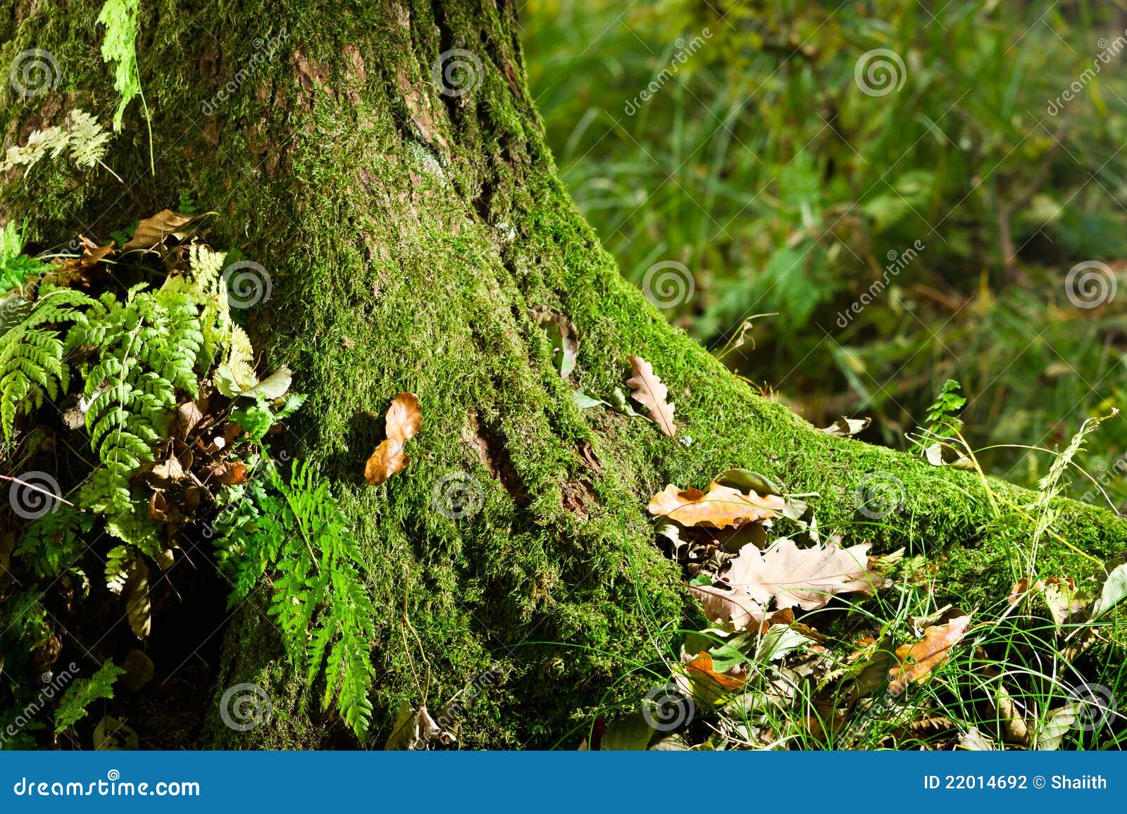 Mossy Tree in Forest in Autumn Stock Photo - Image of moss, closeup ...