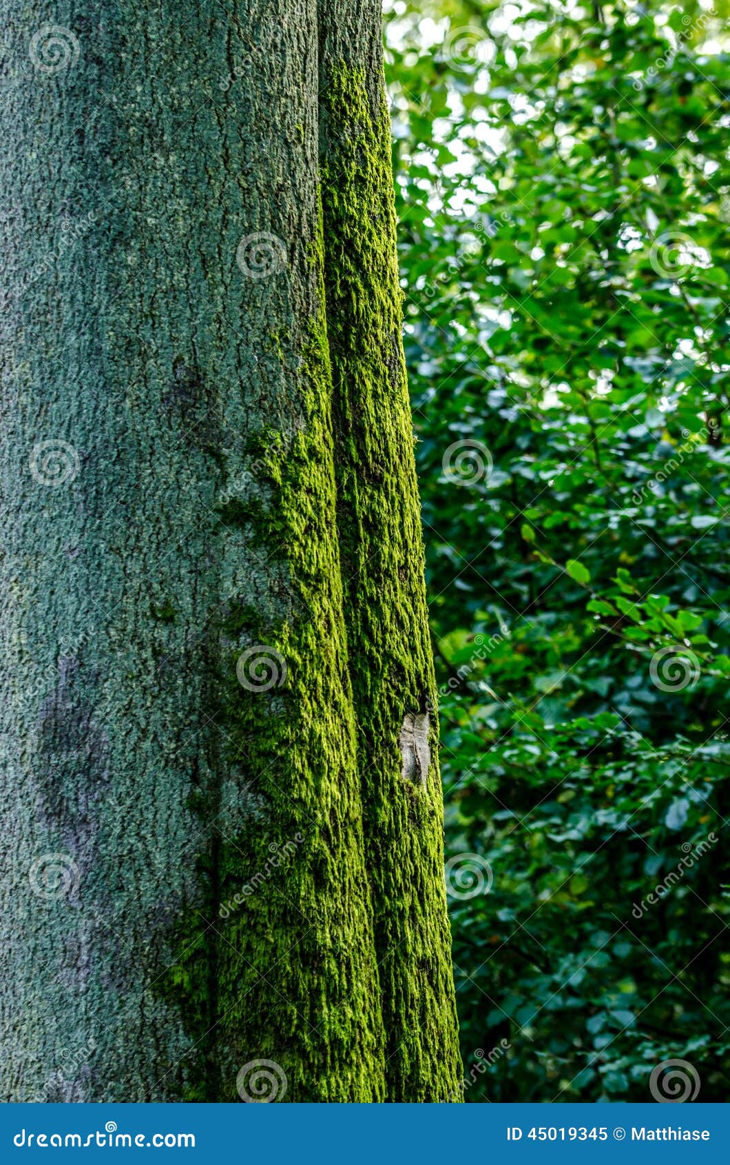 Mossy tree in forest stock image. Image of golden, mossy - 45019345