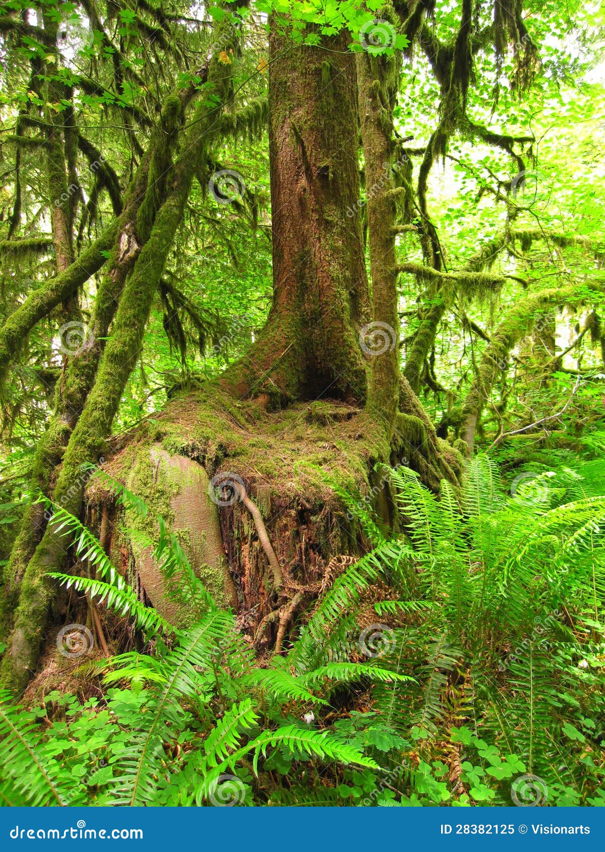 Tree Is The Throne Of The Forest King. Royalty-Free Stock Image ...