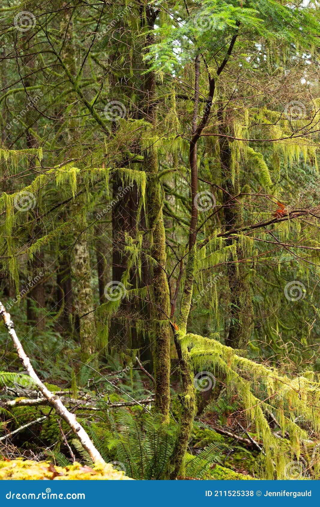 Mossy tree in a forest stock photo. Image of fresh, ground - 211525338