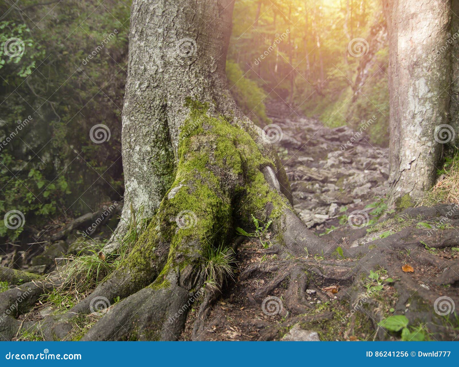 Mossy Tree Trunks In Lush Temperate Rainforest Eye-Level Perspective ...