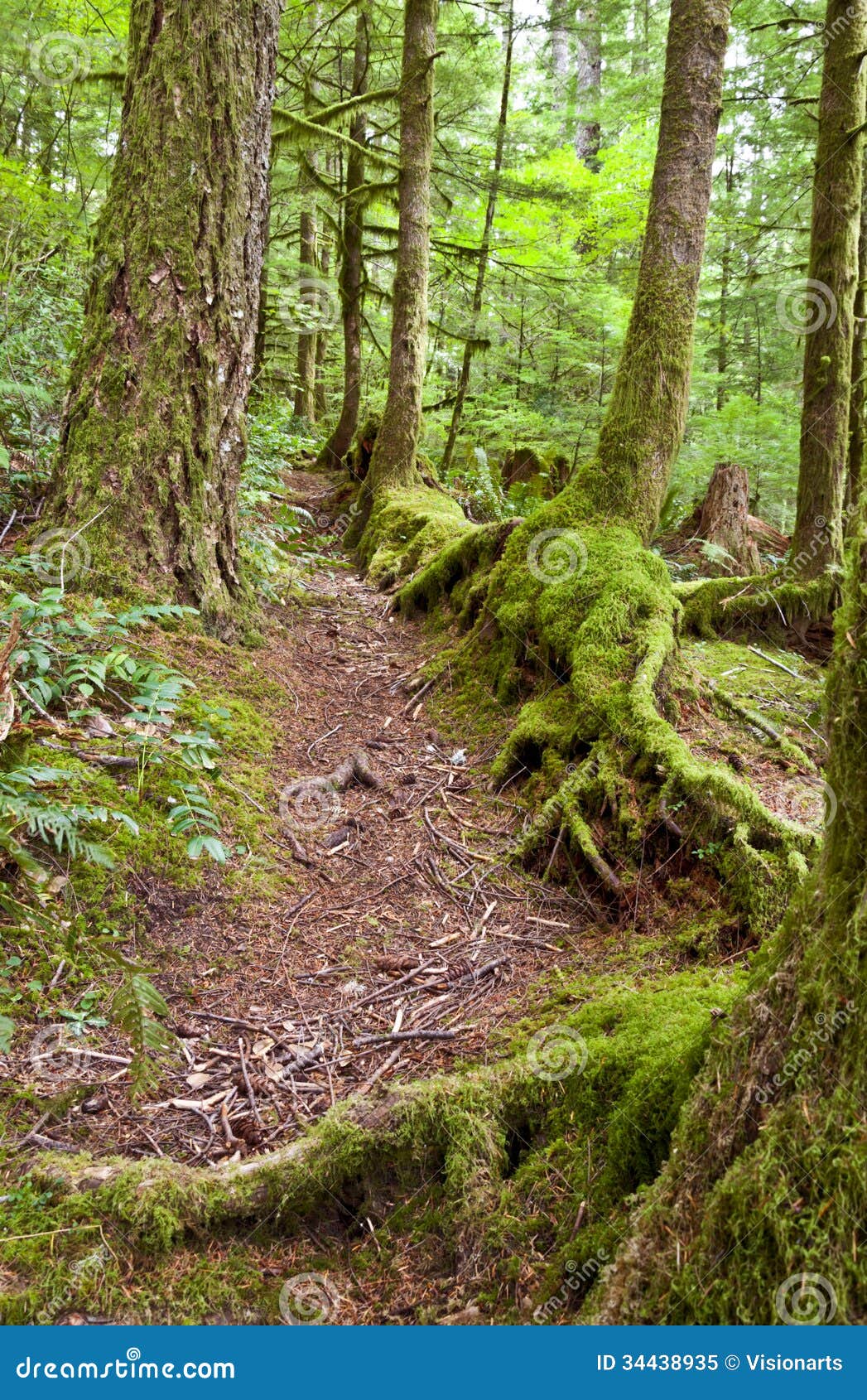 Mossy Tree Path In Forest Stock Image Image Of Green 34438935