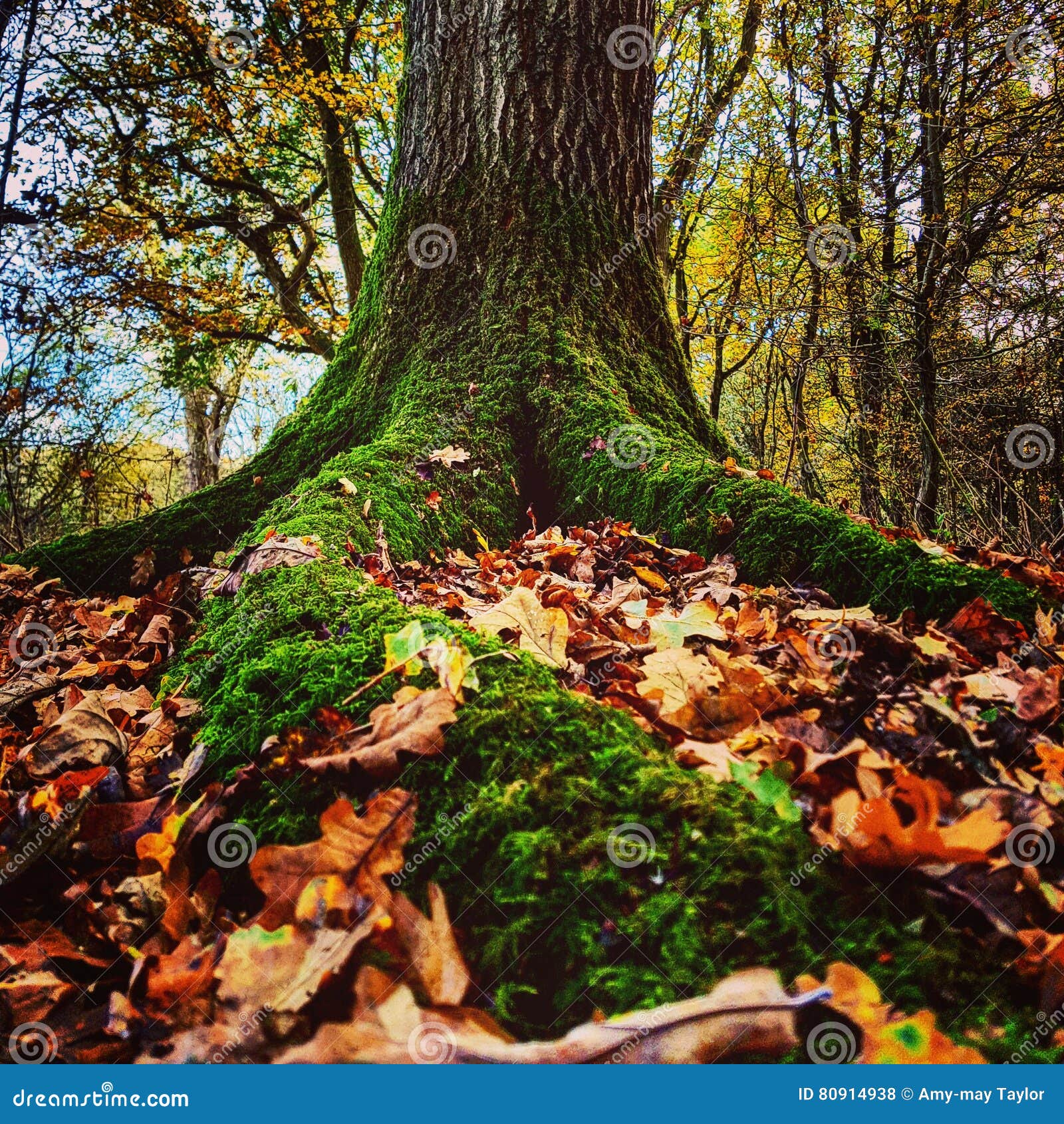 Mossy tree roots stock photo. Image of roots, covered - 80914938