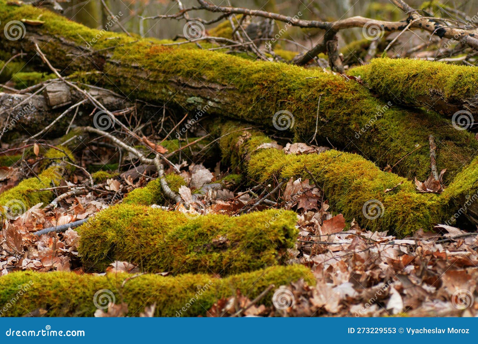 Mossy Tree Roots in the Forest. Stock Image - Image of mossy, grass ...