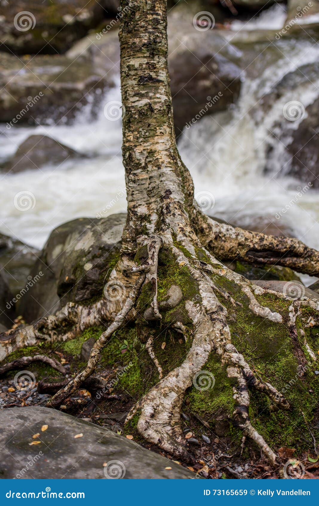 Mossy Tree Roots on Rocky River Edge Stock Image - Image of great, park ...