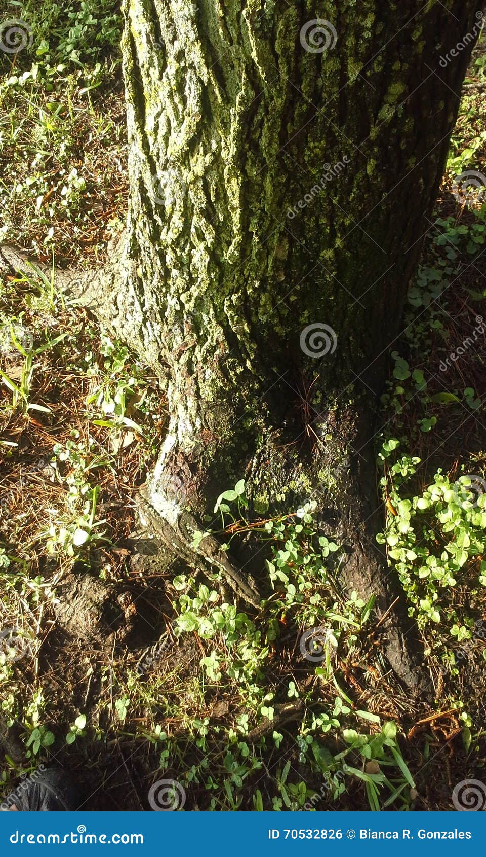Mossy Tree Roots stock photo. Image of roots, mossy, tree - 70532826