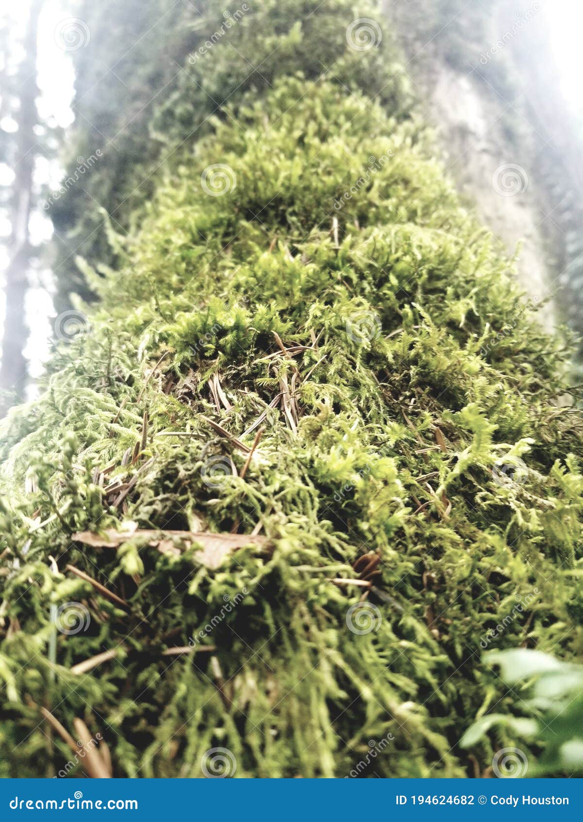 Mossy Tree Stump stock photo. Image of vegetation, garden - 194624682
