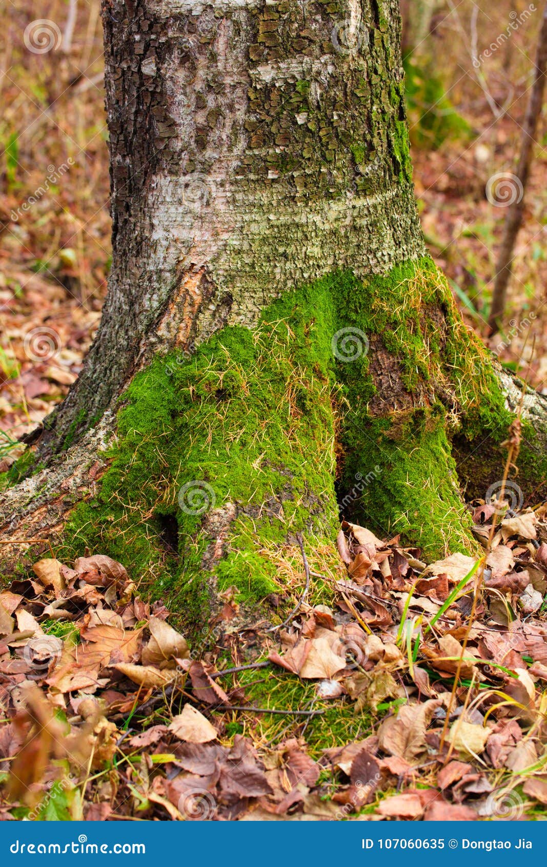 A Mossy Tree Stump In A Deciduous Leaf Stock Image - Image of foliage ...