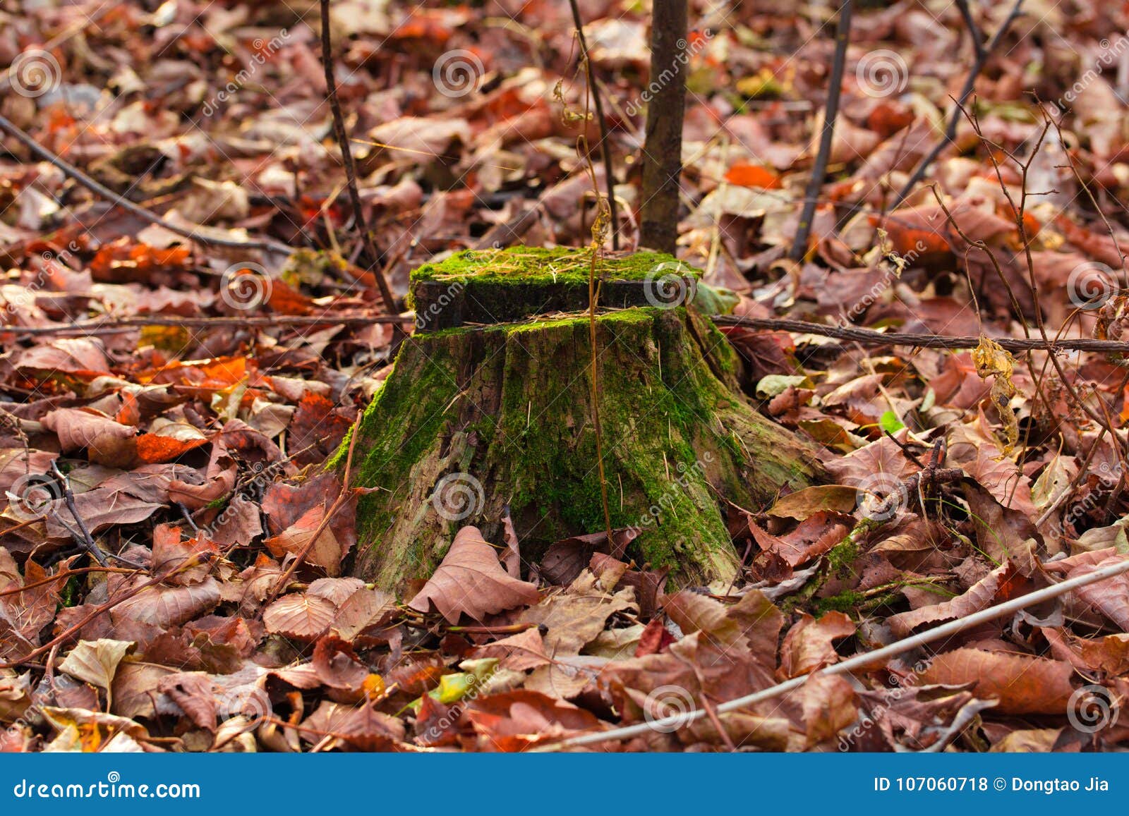 A Mossy Tree Stump in a Deciduous Leaf Stock Photo - Image of abstract ...