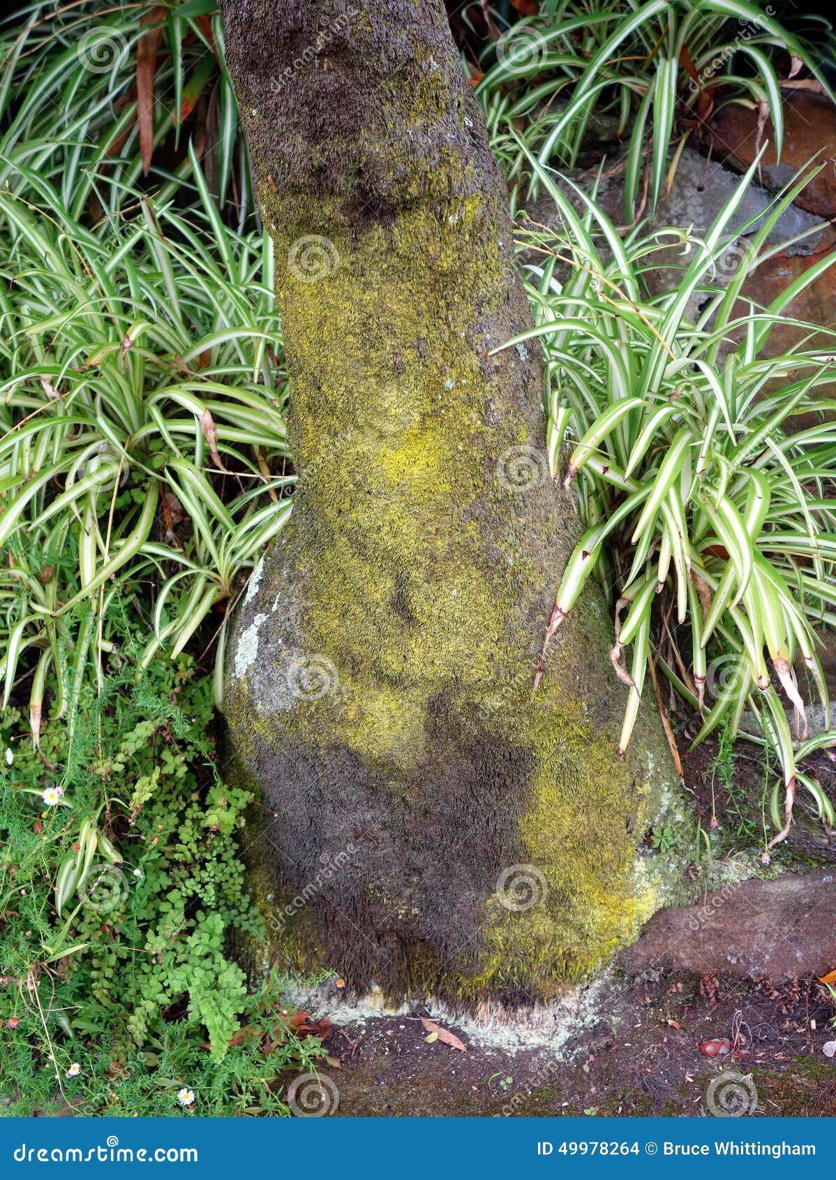 Mossy Tree Stump stock photo. Image of base, stump, garden - 49978264