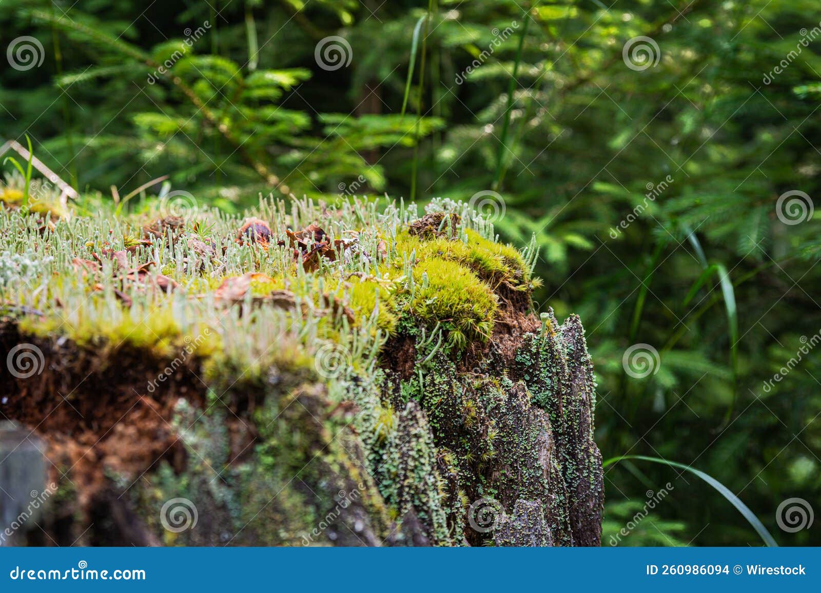 Mossy Tree Stump in the Rainforest Stock Photo - Image of summer ...
