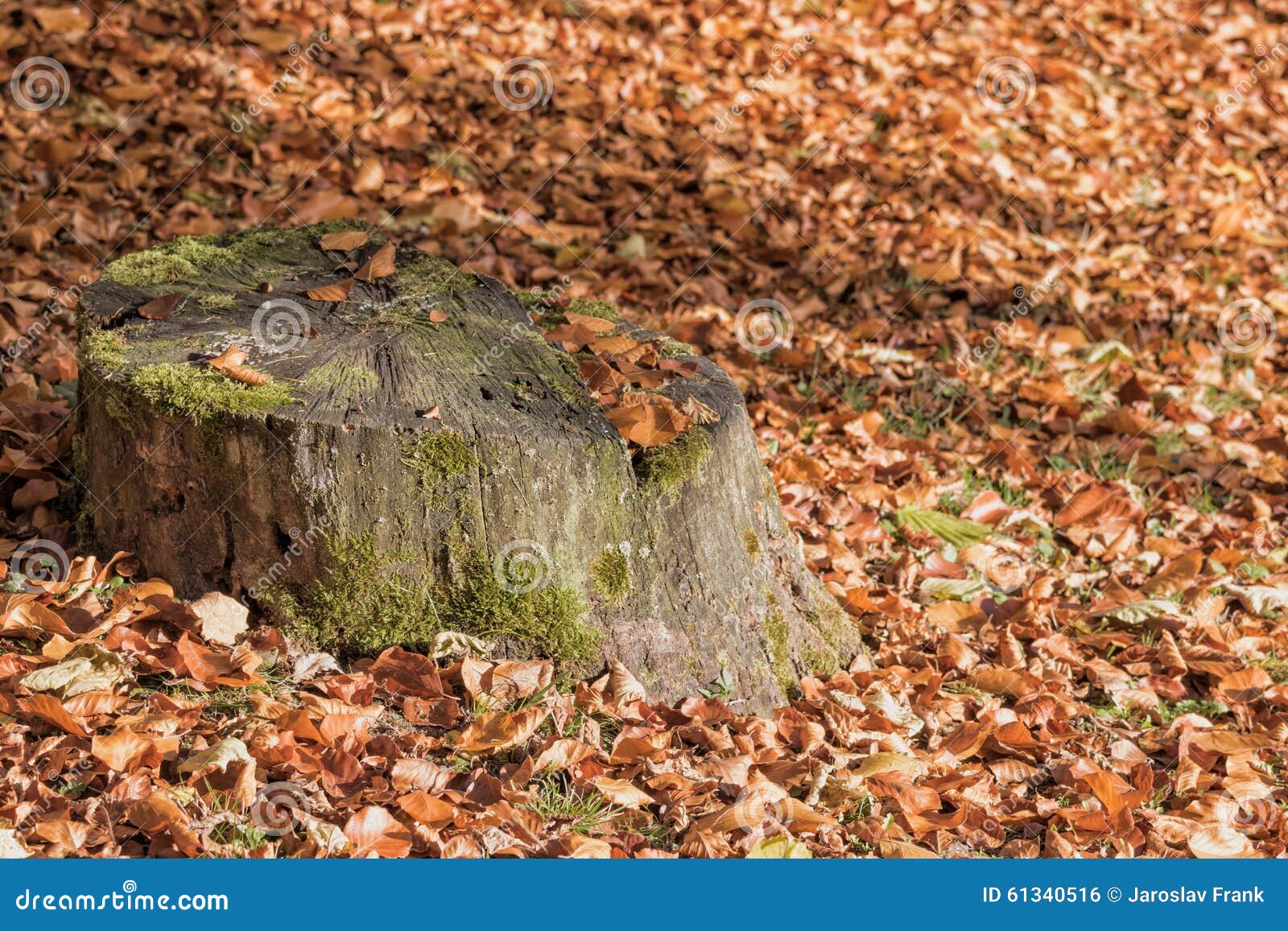 Mossy tree stump stock photo. Image of plant, orange - 61340516