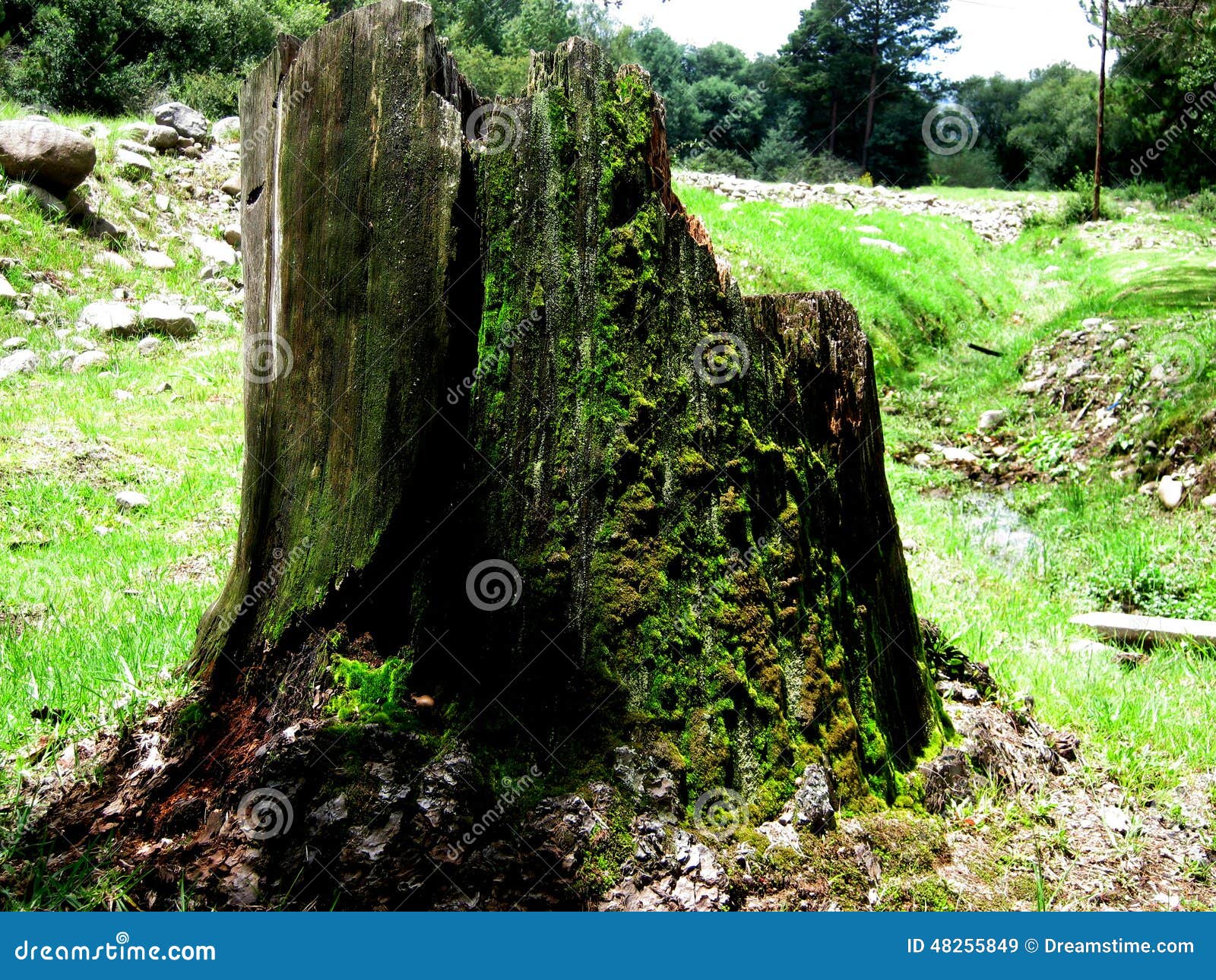 Mossy Tree Stump stock image. Image of tree, road, peak - 48255849