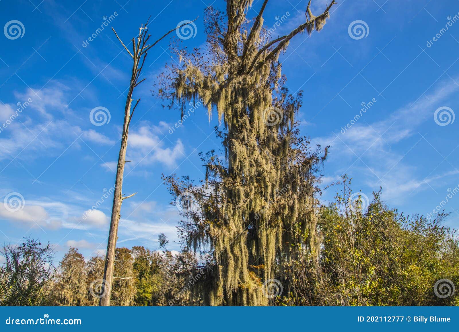 A Mossy Tree in a Swamp with a Blue Sky Stock Image - Image of moody ...