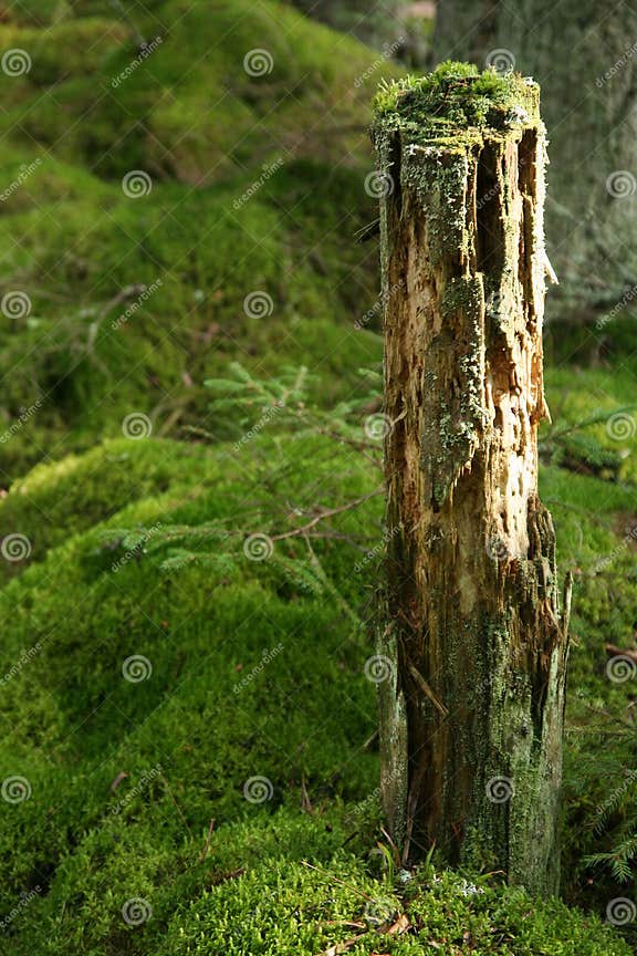 Mossy tree trunk stock photo. Image of summer, woods, moss - 1206438