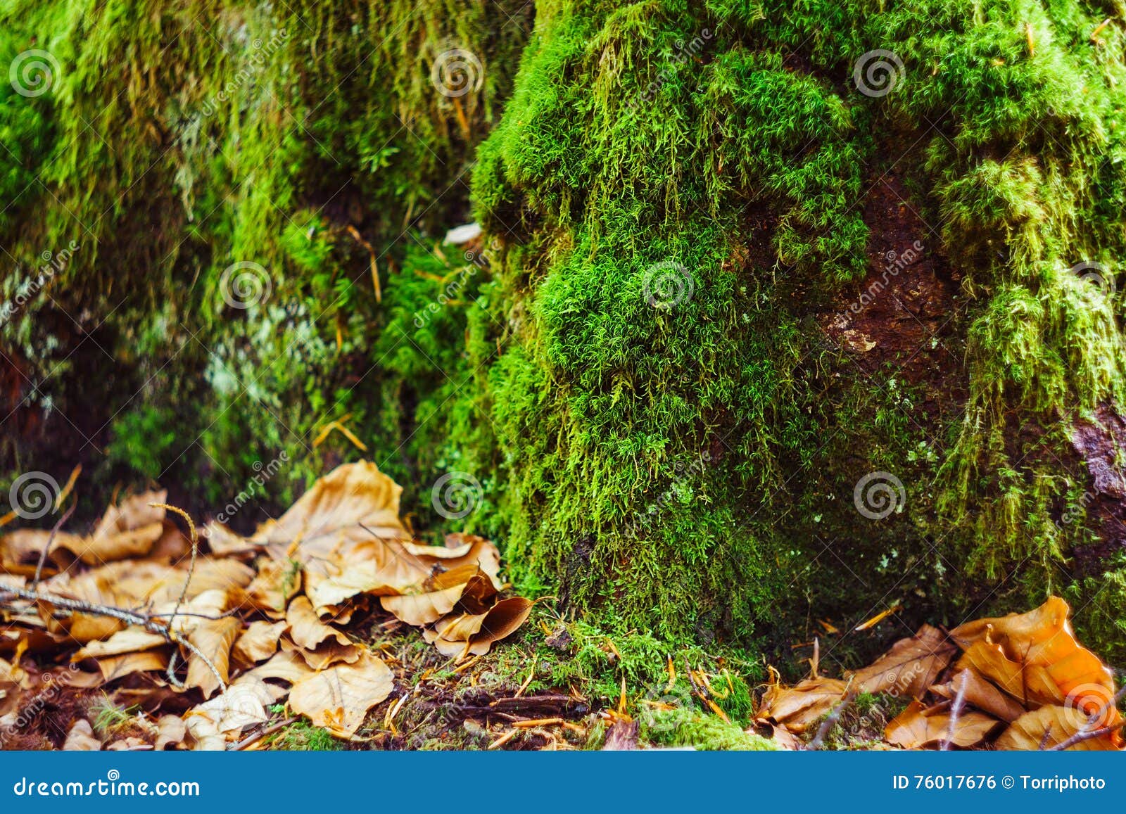 Mossy tree trunk stock photo. Image of green, lichen - 76017676